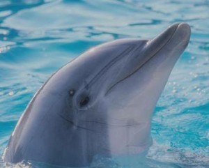 El Delfín en Alas de Plomo